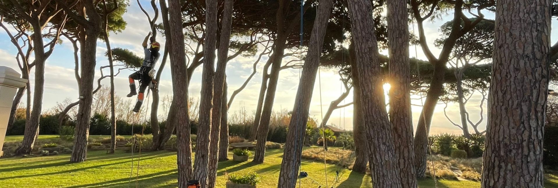 Serpe, le leader de l'élagage en France | Élagage et abattage d'arbre